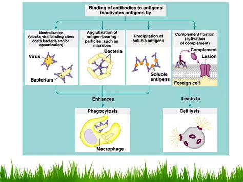 Active And Passive Immunity Pptx Infectious Diseases Diseases And Conditions