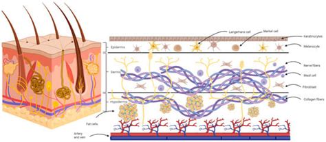 Perspectives On The Current State Of Bioprinted Skin Substitutes For