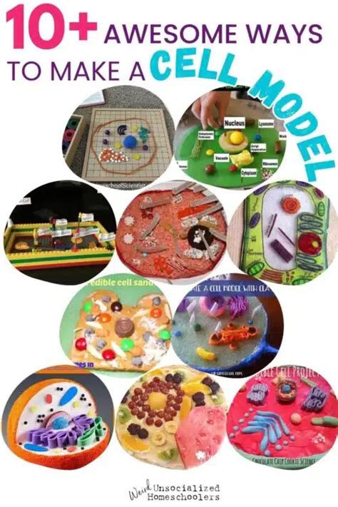 Super Fun Ways To Make A Cell Model Weird Unsocialized Homebabeers