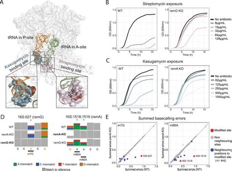 Native Rna Nanopore Sequencing Reveals Antibiotic Induced Loss Of Rrna