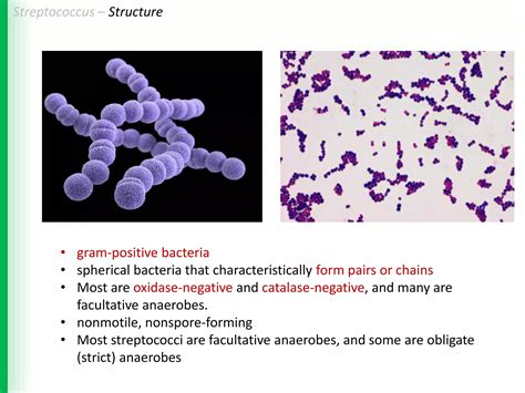 Streptococcus Pdf Streptococcus Pdf