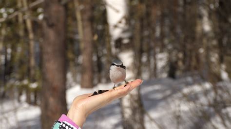 Titmouse Birds In Womans Hand Eats Seeds Winter Slow Motion 12909153