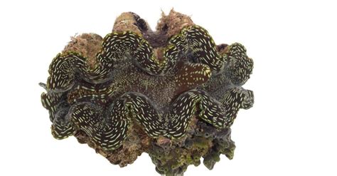 Giant Clam Animal Facts Tridacna Gigas Az Animals