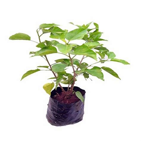 Green Bignoniaceae Tetu Outdoor Plant At ₹ 260 Piece In Pune Id 2850423950233