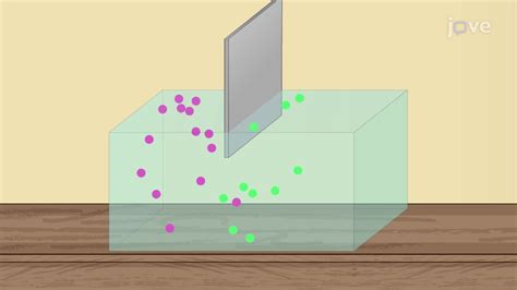 Video Reversible And Irreversible Processes