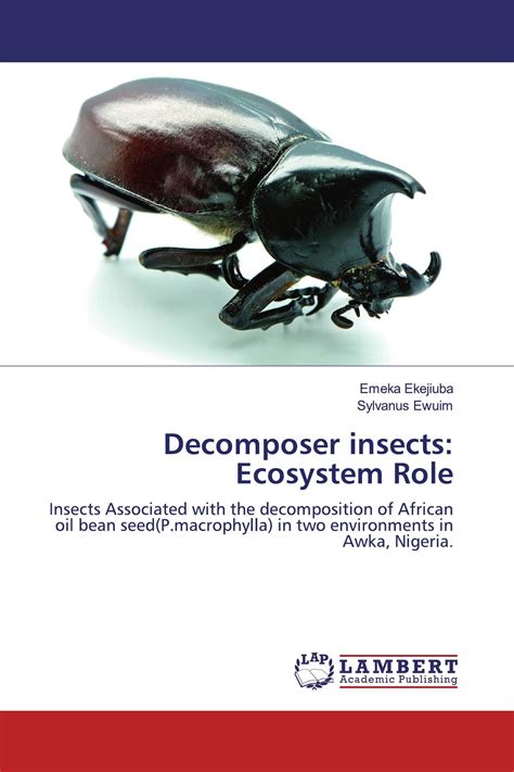 Decomposer In Ecosystem Panerola Del Gènere Salganea 🪳 The