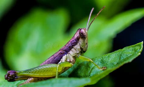 Grasshopper Weave Made From Coconut Leaves Isolated On White Background Grasshopper Weave Made From Coconut Leaves Isolated On White Background