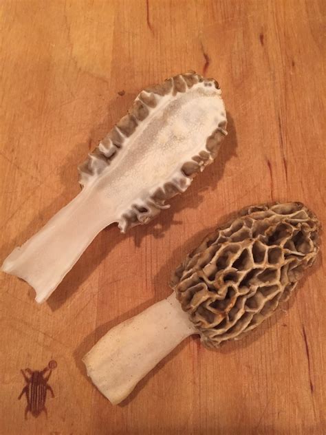 How To Hunt Morels