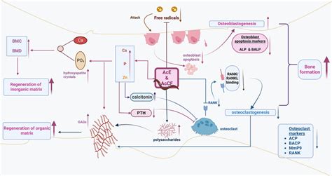 Schematic Diagram Showing The Chemo Preventive Potency Of Accf And Ace