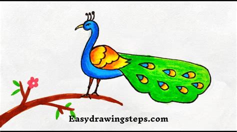 10 Steps To Draw Easy Peacock Drawing With Colour Easy Drawing 10 Steps To Draw Easy Peacock Drawing With Colour Easy Drawing
