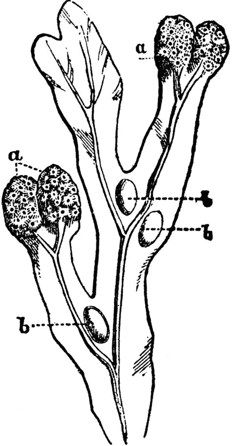 Fucus Receptacle