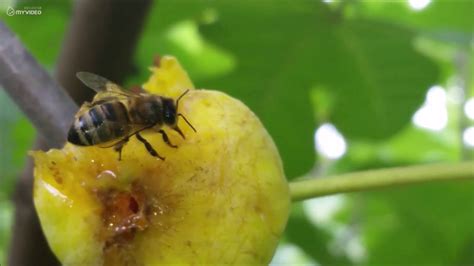 პეპელა და ფუტკარი Youtube