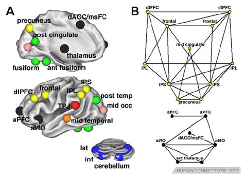 Components Of The Human Connectome Project Network Modeling Connectome