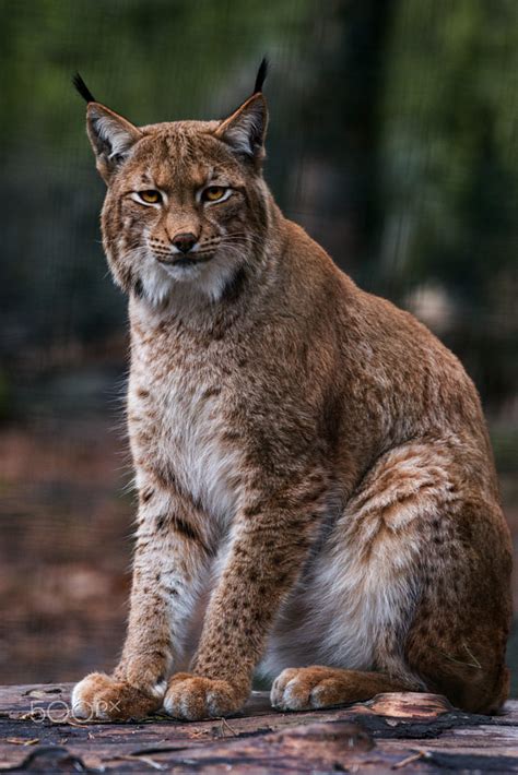 Rys Ostrovid Lynx Lynx By David Hrdlička 500px In 2025 Lynx