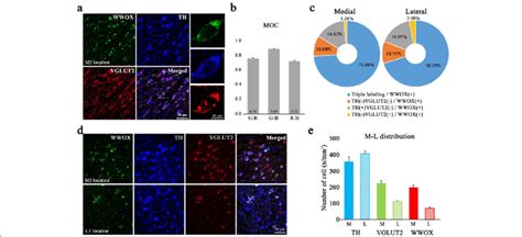 Validation Of Selected Marker Gene By Ihc Analysis A Representative