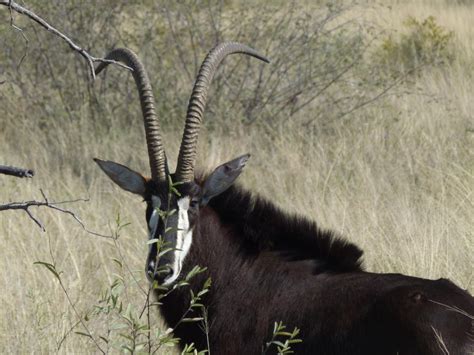 Thaba Tholo Mark Dedekind Safaris