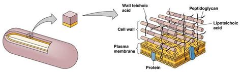 Pared Celular De Una Bacteria Gram Positiva Tomado De Pearson