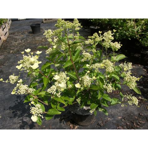 Hydrangea Paniculata Primwhite ® Dolprim