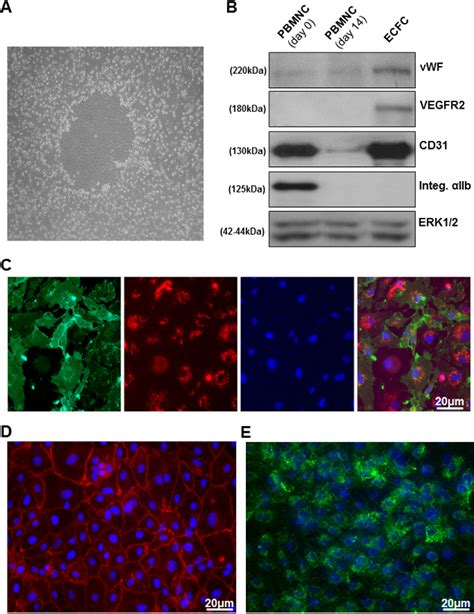 Figure 1 From Expression Of Protease Activated Receptor 1 And 2 And
