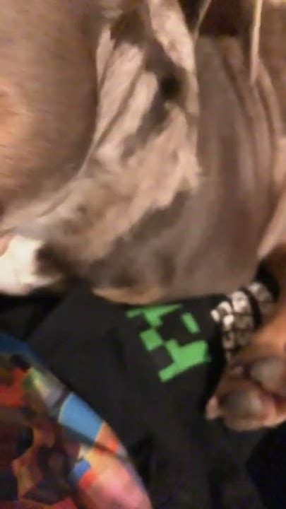 Sleeping Is His Favourite Activity Dogs Shorts Cute Xlbullies Youtube