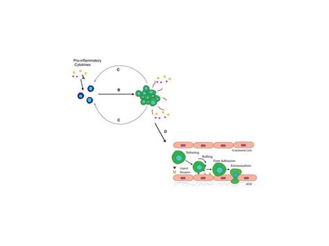 Cytokines Pathway Ppt