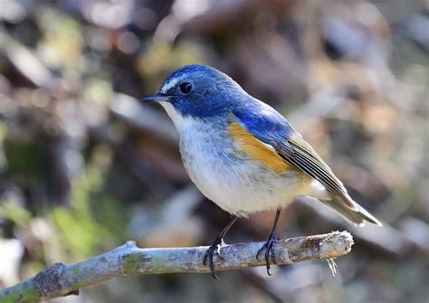 ルリビタキ その他 鳥見太蔵のとったどー日記2