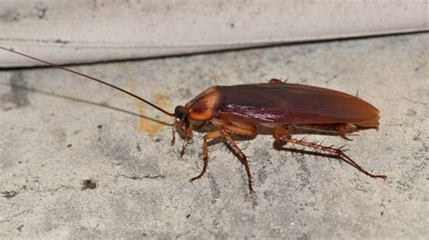 How To Get Rid Of American Cockroaches Information And Facts Pest