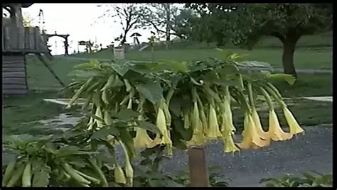 Sehnsucht Nach Vintage Made In Germany Episode 2 Xhamster