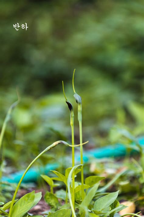 여름에 피는 분홍색초록색 꽃의 종류와 이름 네이버 블로그