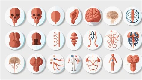 Premium Photo Exploring The Intricacies Of Human Physiology