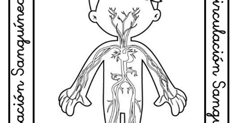 Aparato Circulatorio Pdf Dibujo Del Aparato Circulatorio Aparato