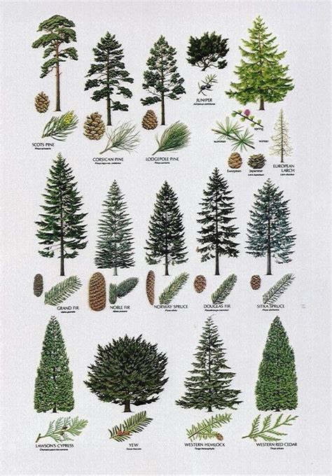 Different Types Of Trees Tree Drawing Tree Identification Types Of Pine Trees