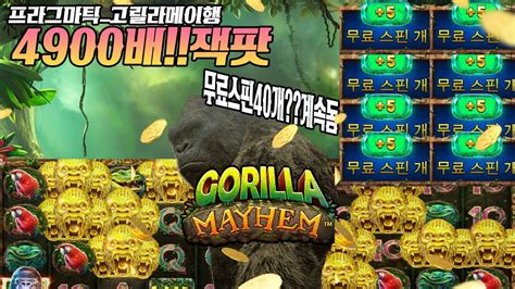 인기슬롯 고릴라 메이헴 4900배 당첨 슬롯 슬롯게임 슬롯머신 프라그마틱 프라그마틱슬롯 Youtube