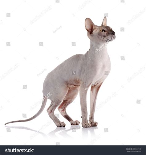 Bald Cat Cat Breed Sphinx Naked Stock Photo Shutterstock