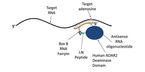 Rna Editing New
