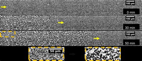 3 a propagating front of beads is induced by a front of dna yellow