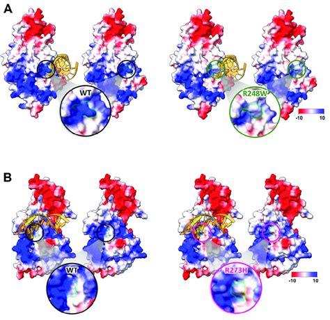 Contact Mutations Affect Interactions With The Dna Backbone Through Download Scientific Diagram
