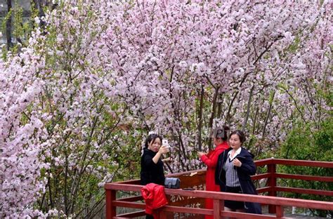 甘肃陇南踏青赏花 乐享春光 人民图片网