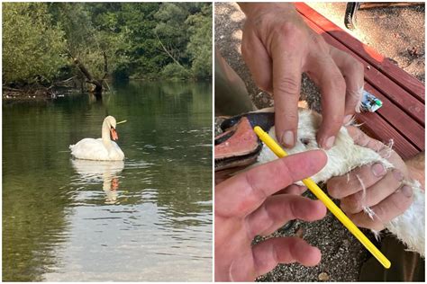 Foto Tužne Slike Sarajeva Labuda Na Vrelu Bosne Posjetioci Strelicom Pogodili U Glavu