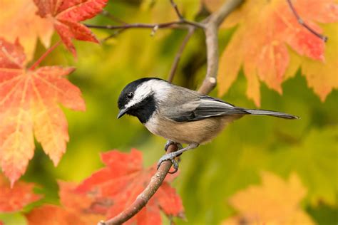 Black Capped Chickadee Audubon Field Guide
