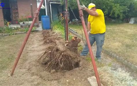 How To Pull Stump Ways To Remove A Tree Stump By Hand Simple Methods Backyard Caring