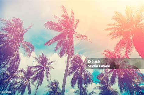일몰 하늘과 구름 추상적 인 배경에 태양 빛 실루엣 열대 야자수의 공간을 복사합니다 여름 휴가 와 자연 여행 모험 개념 빈티지 톤 필터 효과 색상 스타일입니다 0명에 대한