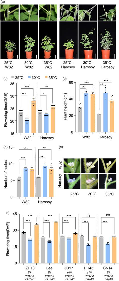 The Effects Of Increasing Temperature On Soybean Flowering A Download Scientific Diagram