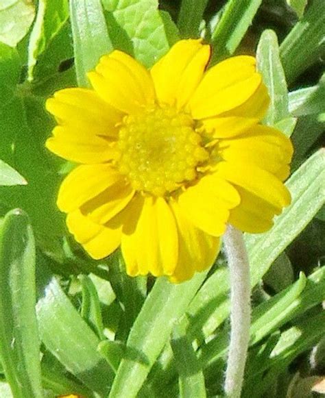 How To Grow Tetraneuris Scaposa Earthone