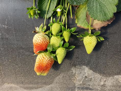 Car Object Detection Dataset By Sa