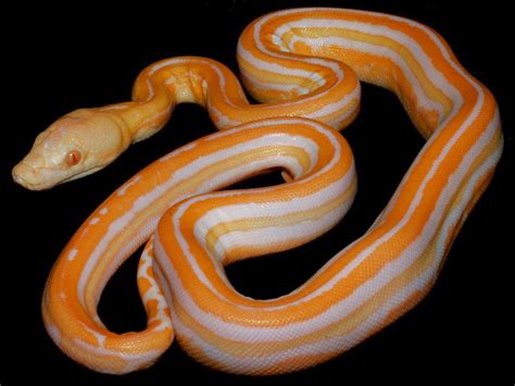 Albino Super Tiger Reticulated Python