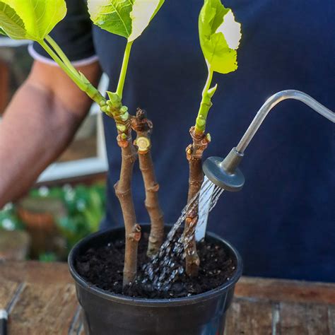How To Propagate Fig Cuttings Grow To Eat The Gardener