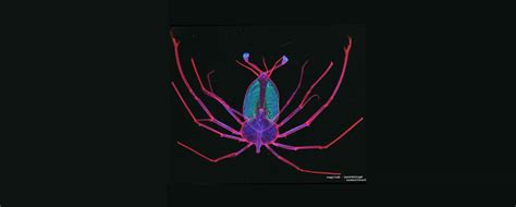 Australian Synchrotron Microscopy Beamlines Virtual Workshop 2023 Ansto