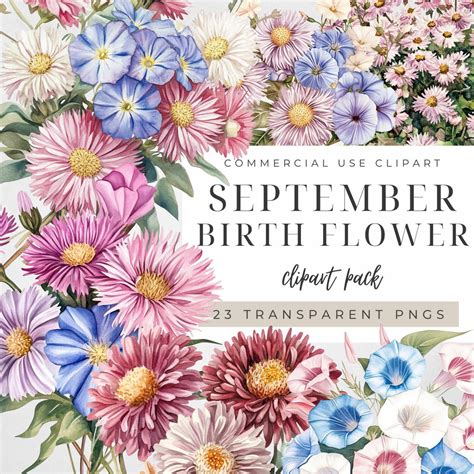September Birth Flower Clipart Aster Morning Glory Floral Graphics
