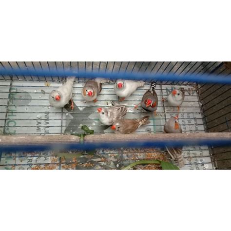 Jual Burung Zebra Finch Shopee Indonesia